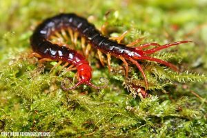 Otostigmus sp. - The Spider Shop