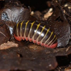 Millipedes Archives - The Spider Shop