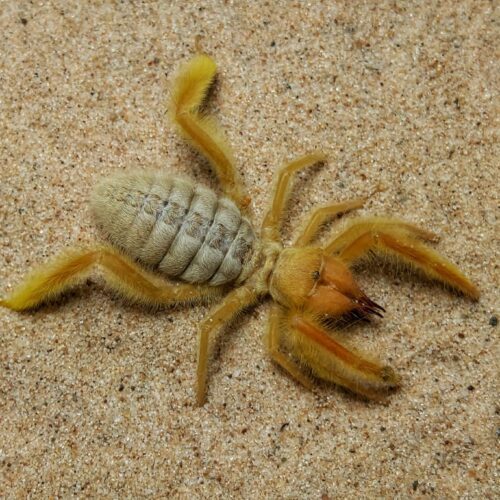 Other Spiders - The Spider Shop