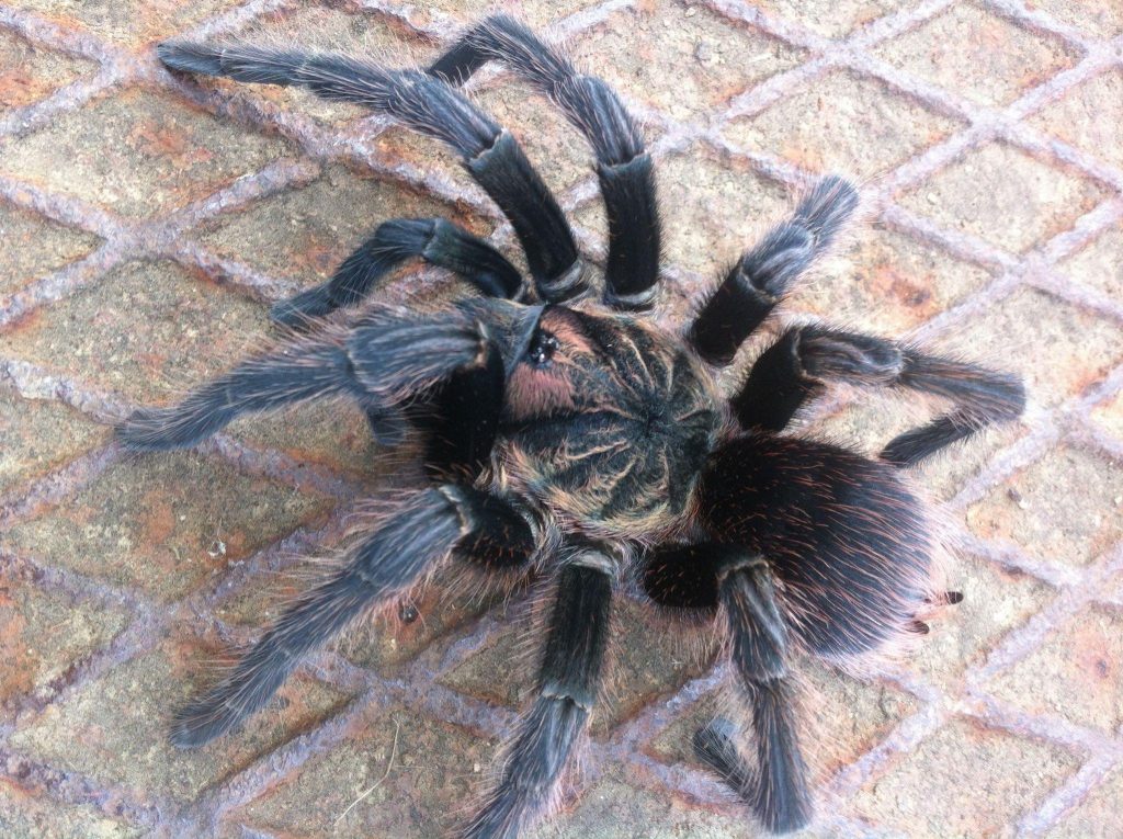 Phormictopus sp. "South Hispanola" - The Spider Shop