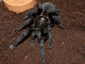 Cyriopagopoeus minax - The Spider Shop