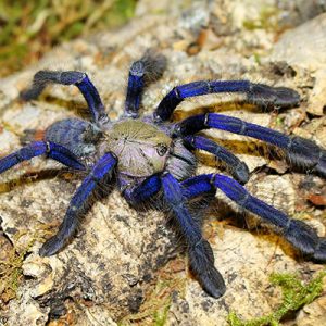 Omothymus violaceopes - The Spider Shop