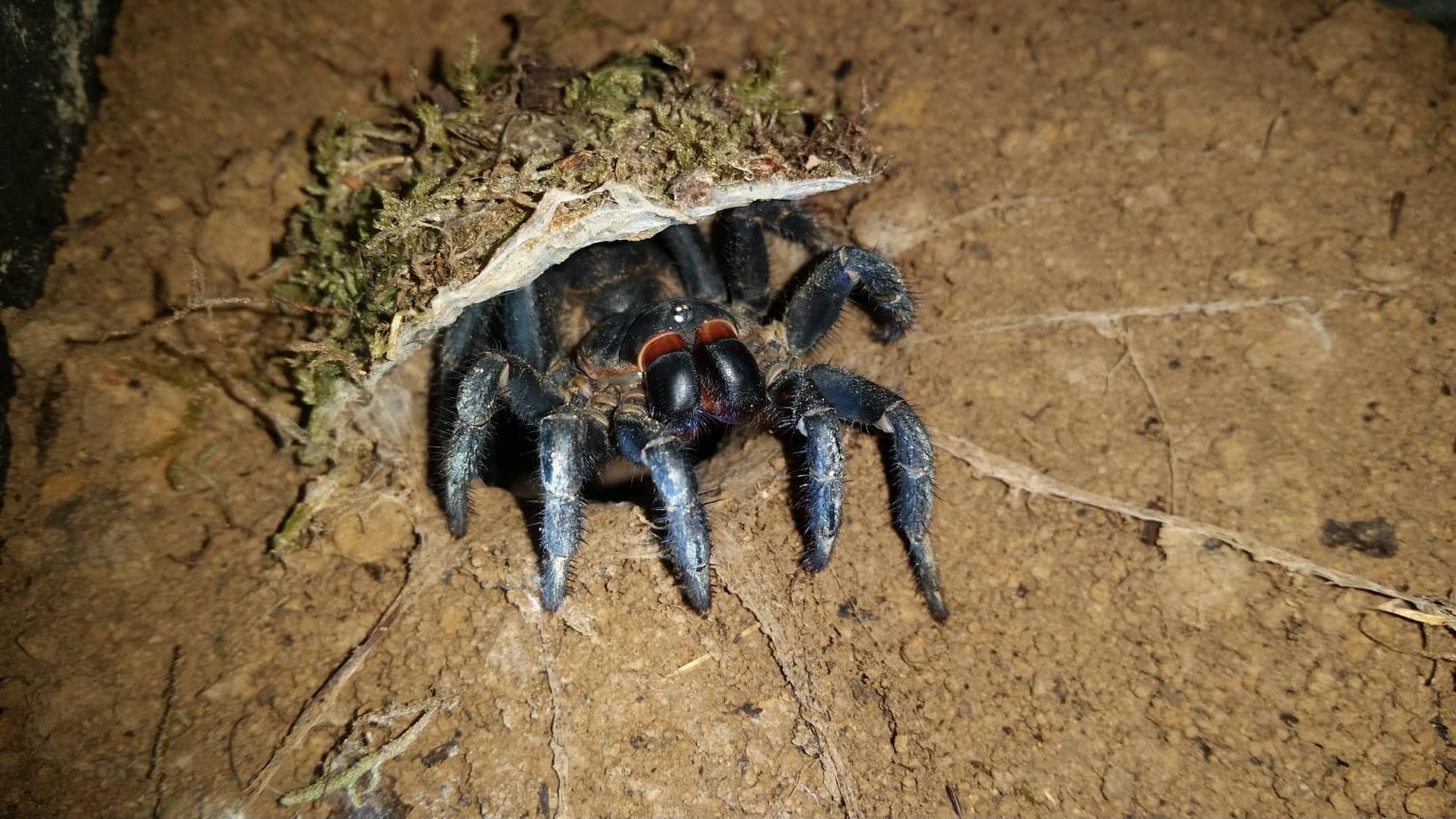 Liphistius jarujini - The Spider Shop