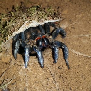 Other Spiders - The Spider Shop