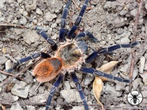 Theraphosinae sp. "Highland Blue" - The Spider Shop