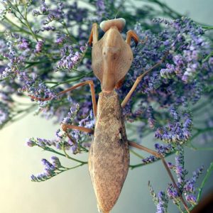 Rhombodera kirbyi - The Spider Shop