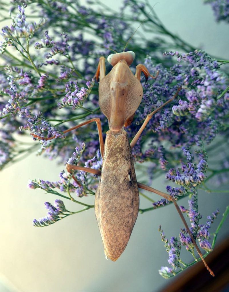 Rhombodera kirbyi - The Spider Shop
