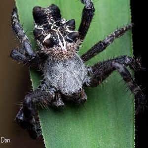 Other Spiders - The Spider Shop