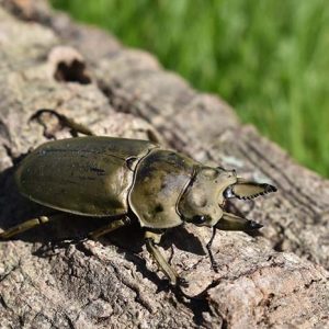 Stag Beetles - The Spider Shop