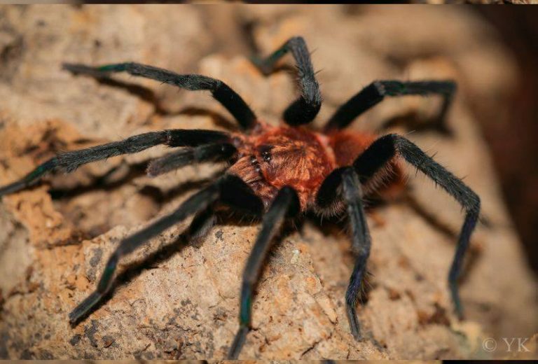 Holothele longipes - The Spider Shop