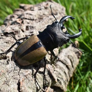 Stag Beetles - The Spider Shop