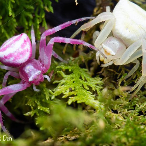 Other Spiders - The Spider Shop