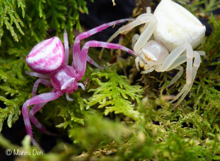 Thomisus sp. - The Spider Shop