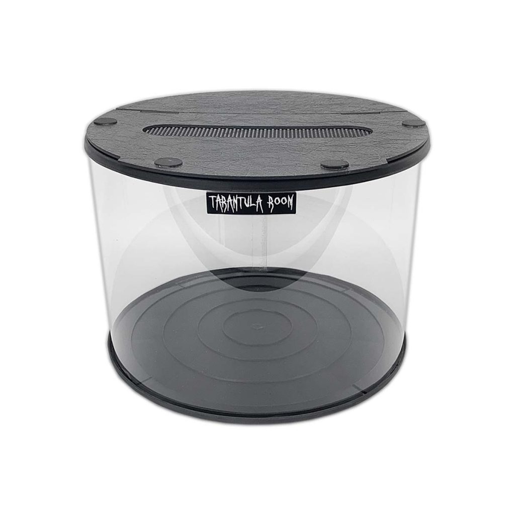 Cylinder Terrarium - The Spider Shop