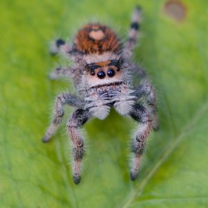Jumping Spiders Archives - The Spider Shop