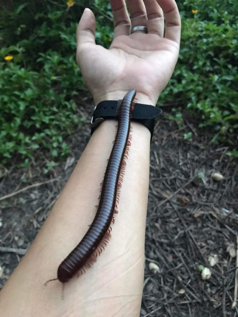 Spirobolus sp. "Goliath" - The Spider Shop