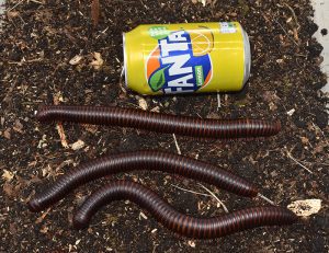 Spirobolus sp. "Goliath" - The Spider Shop