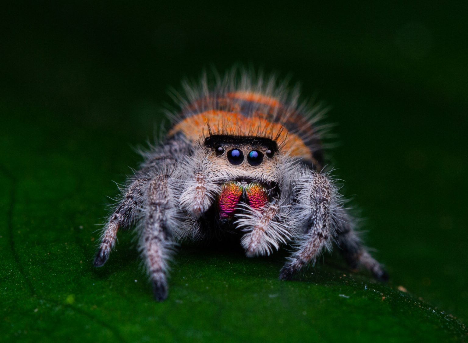 Phidippus regius - The Spider Shop