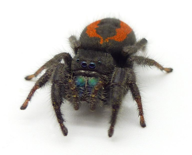 Phidippus ardens - The Spider Shop