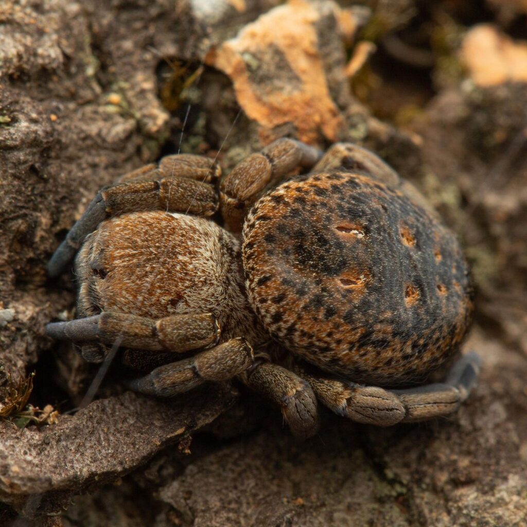Paradonea sp. "Limpopo" - The Spider Shop