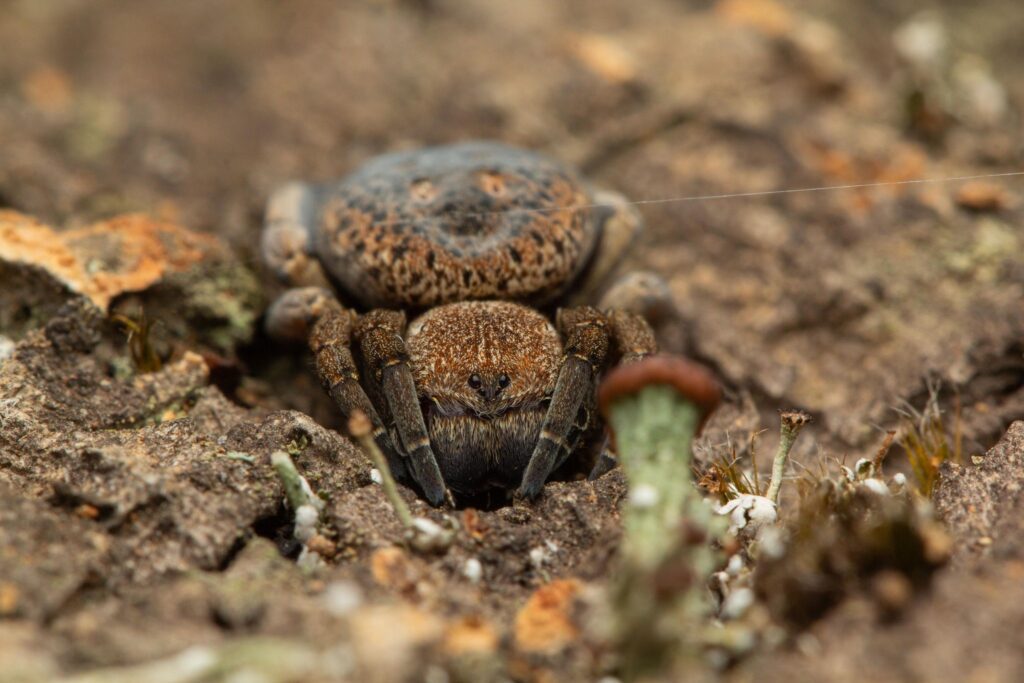 Paradonea sp. "Limpopo" - The Spider Shop