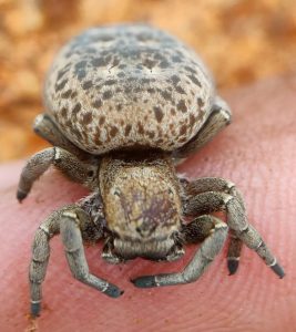 Paradonea sp. "Limpopo" - The Spider Shop