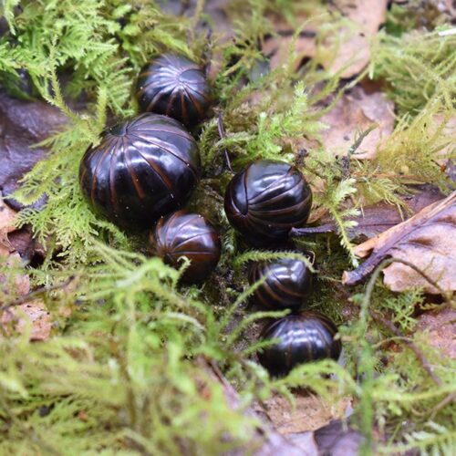 Millipedes Archives - The Spider Shop