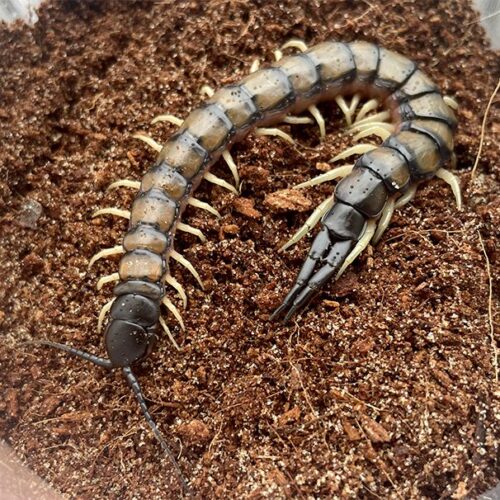 Centipedes Archives - The Spider Shop