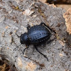 Pimelia arabica - The Spider Shop