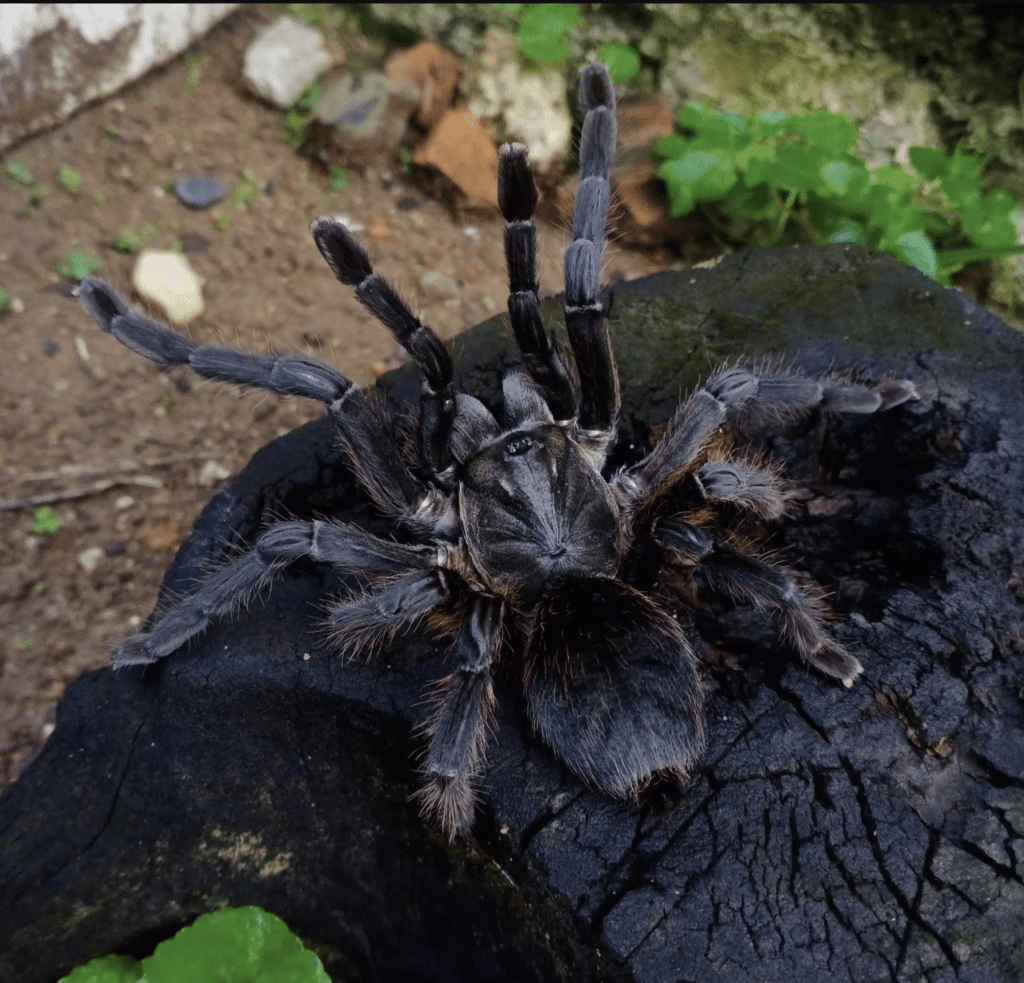 Ornith. sp. “Phan Cay Red” - The Spider Shop