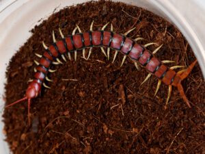 Scolopendra sp. "Blood Reds" - The Spider Shop