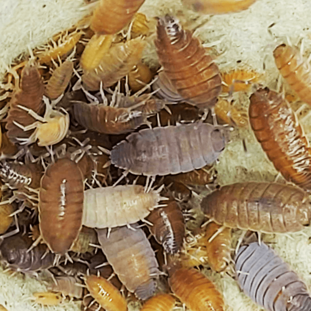 Porcellionides pruinosus - The Spider Shop