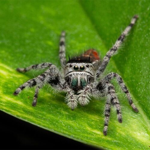 Jumping Spiders Archives - The Spider Shop