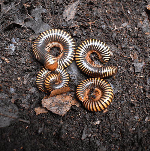 Doratogonus sp. "Cherry Zebra" - The Spider Shop