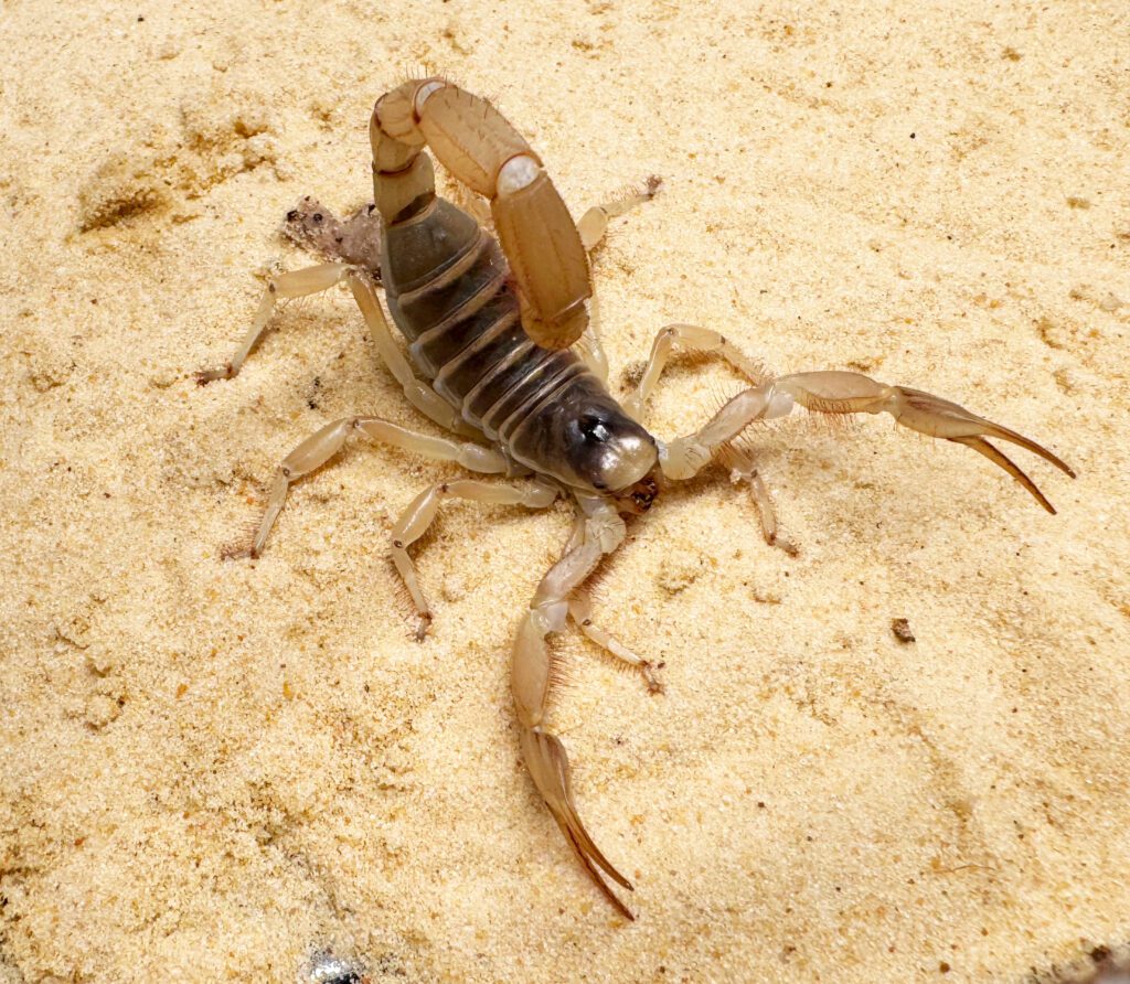 Hadrurus "Intergrade" - The Spider Shop