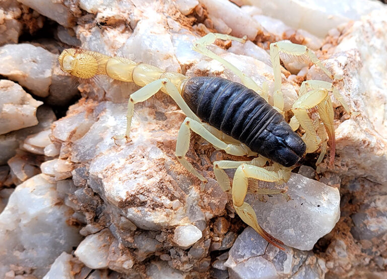 Hadrurus spadix - The Spider Shop