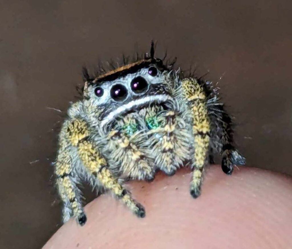 Phidippus morpheus - The Spider Shop
