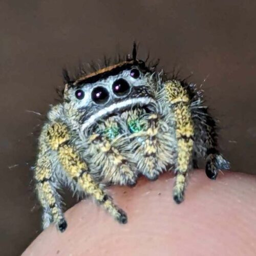 Jumping Spiders Archives - The Spider Shop