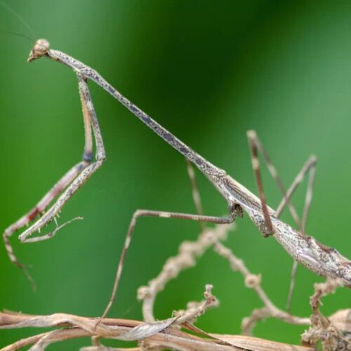 Praying Mantis - The Spider Shop