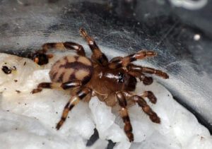 Sason sundaicum - The Spider Shop