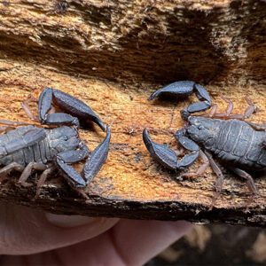 Scorpions Archives - The Spider Shop