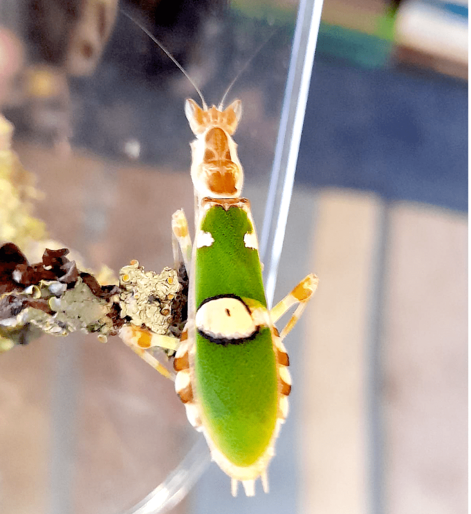 Creobroter apicalis - The Spider Shop