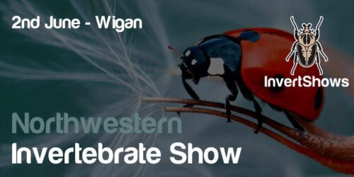 The Spider Shop - The Spider Shop