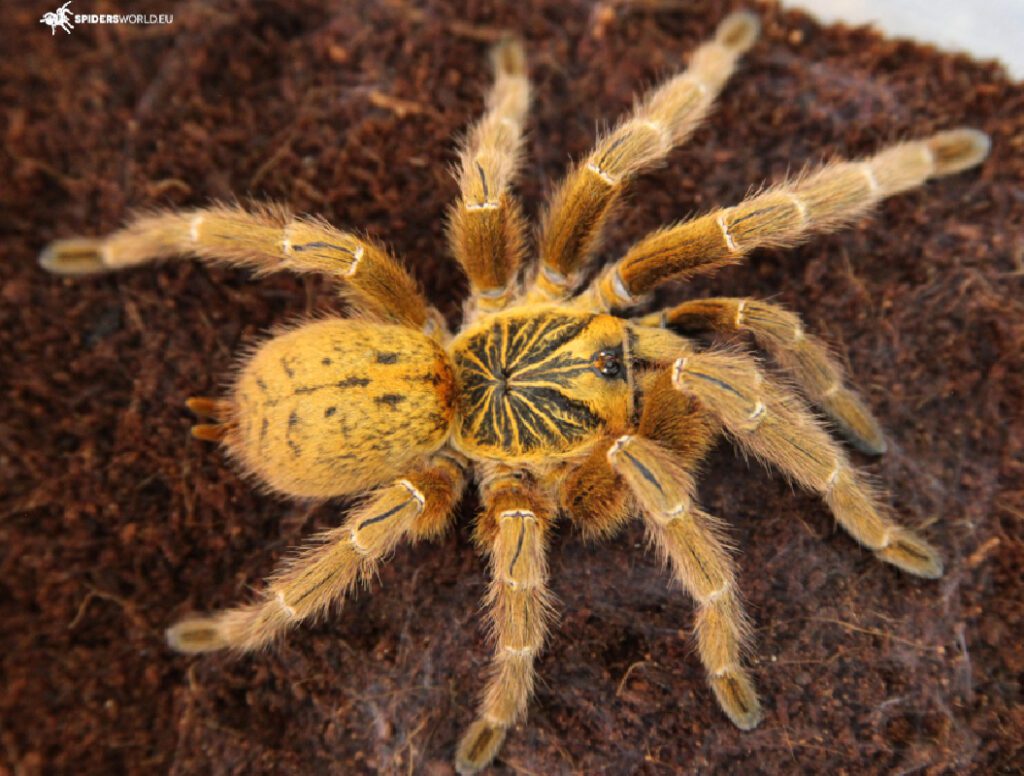 Pterinochilus murinus (UMV) - The Spider Shop