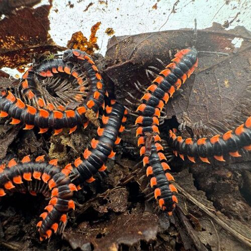 Millipedes Archives - The Spider Shop