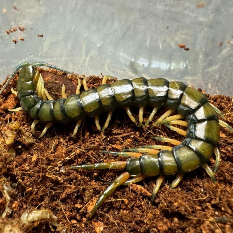 Scolopendra japonica - The Spider Shop