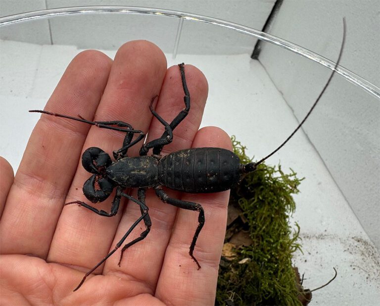 Typopeltis sinensis - The Spider Shop