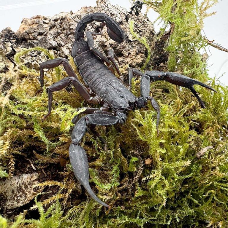 Scorpiops grandjeani - The Spider Shop