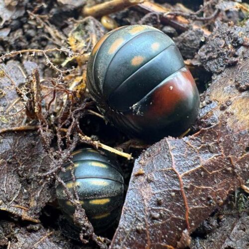 Millipedes Archives - The Spider Shop