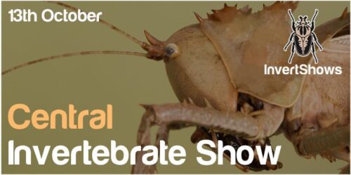 The Spider Shop - The Spider Shop